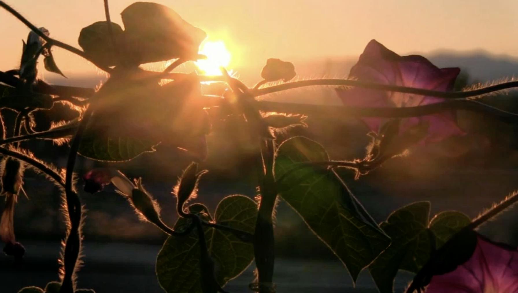 Tewa Language Project | Shuffle Collective